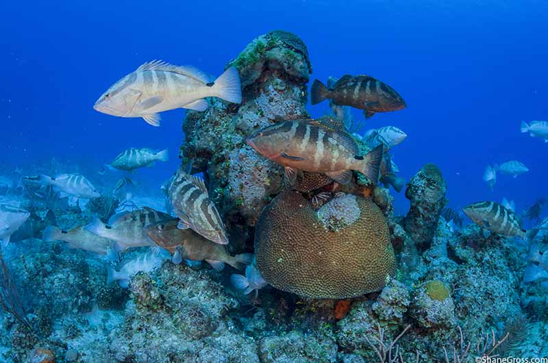 Nassau Grouper 242 Project Update - Coastal Angler & The Angler Magazine