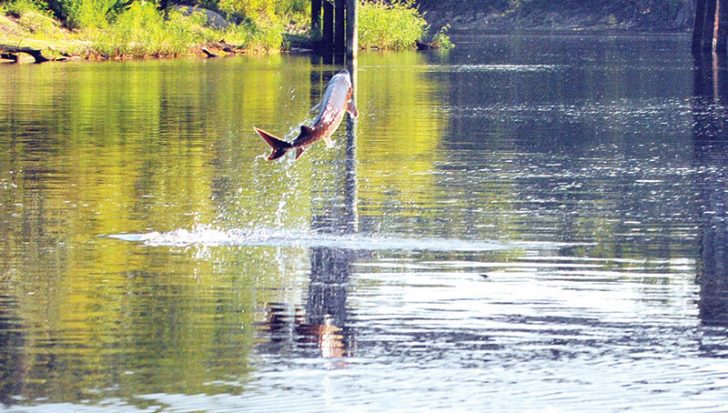 Beware of Jumping Sturgeon - Coastal Angler & The Angler Magazine