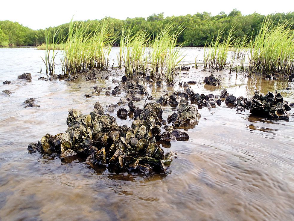 The Changing Face of the Indian River Lagoon Estuary - Coastal Angler ...