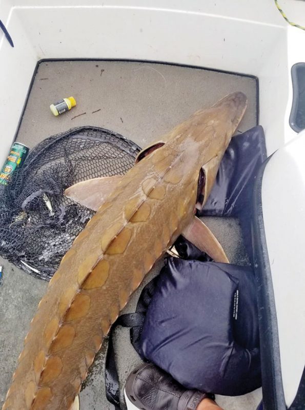 Beware of Jumping Sturgeon - Coastal Angler & The Angler Magazine