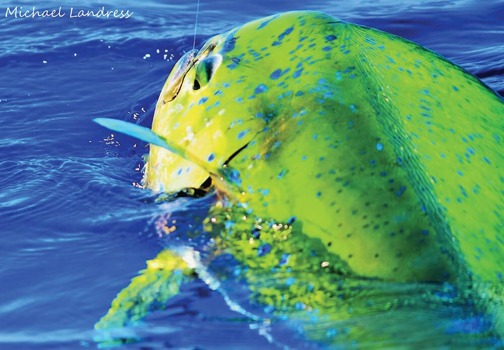 Dinner and a Show - Coastal Angler & The Angler Magazine