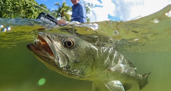 Jupiter Inlet Fishing Reports | Coastal Angler & The Angler Magazine