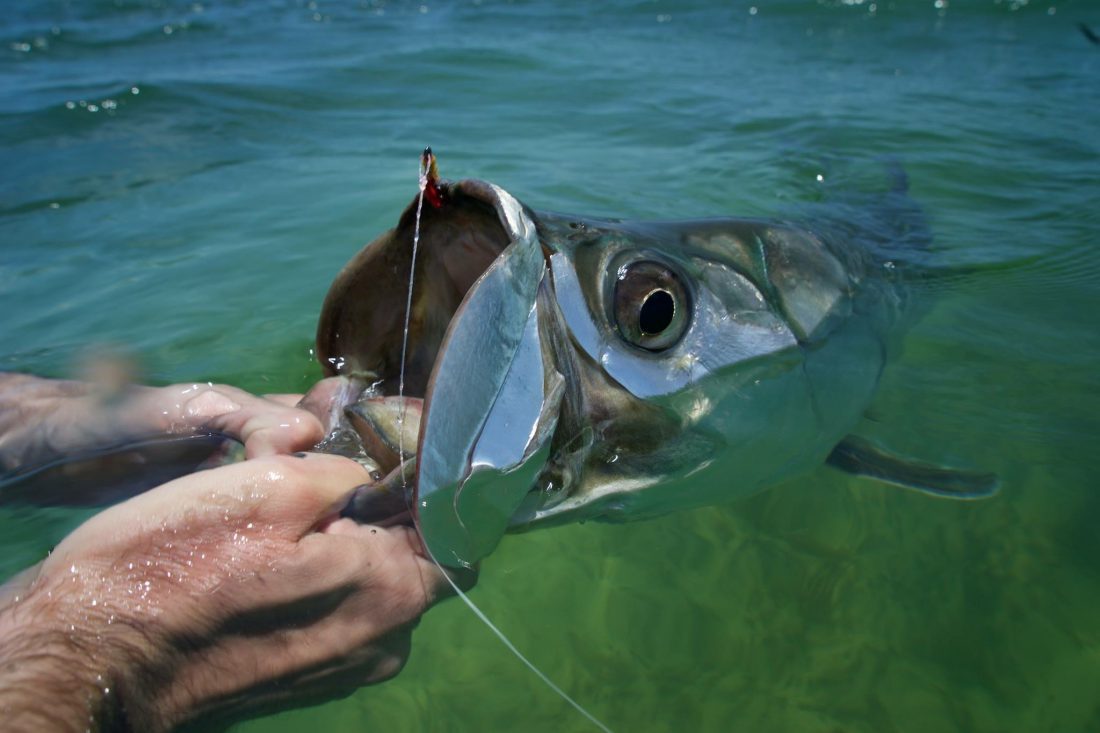 Tis the Season for Tarpon!, by JoEllen Wilson - Coastal Angler & The ...