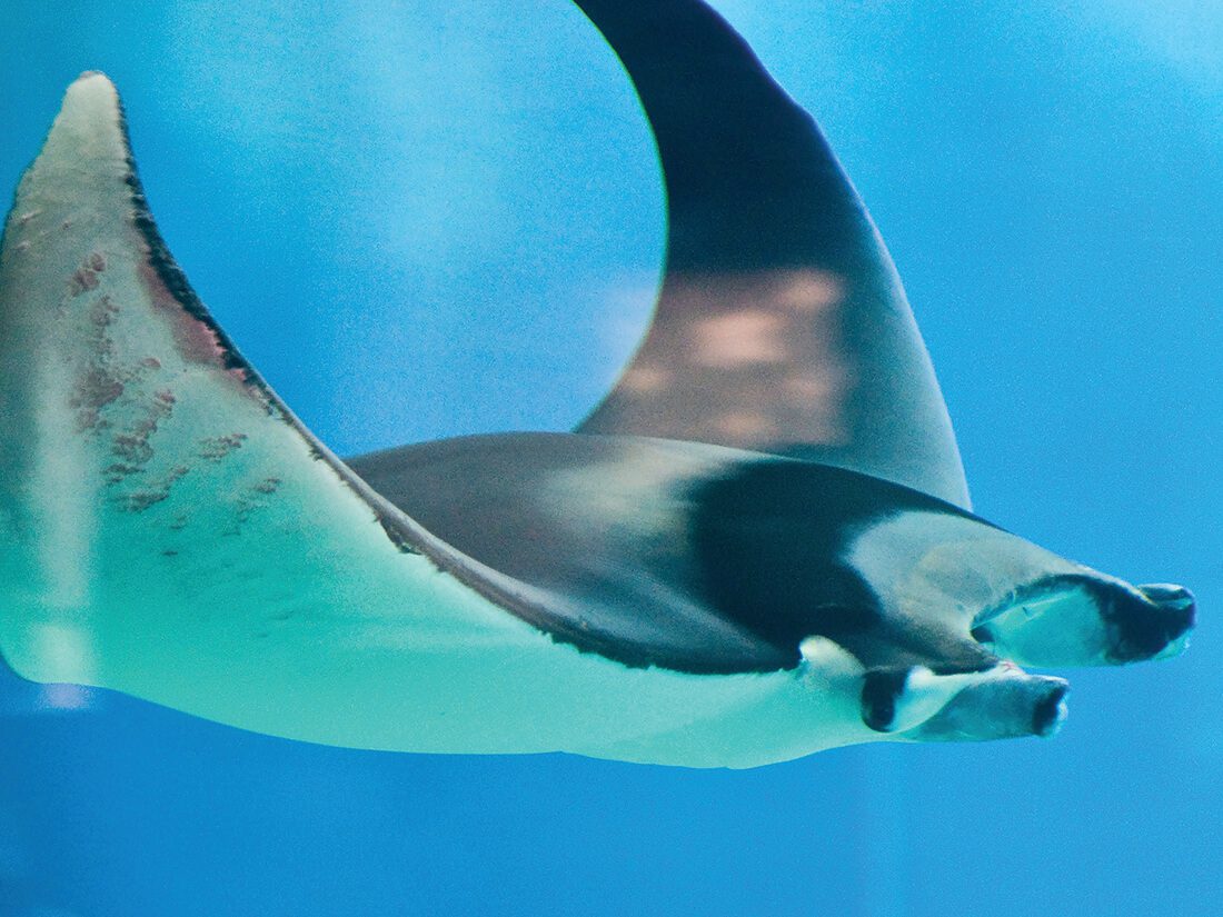 Fish Names For Florida Towns - Coastal Angler & The Angler Magazine