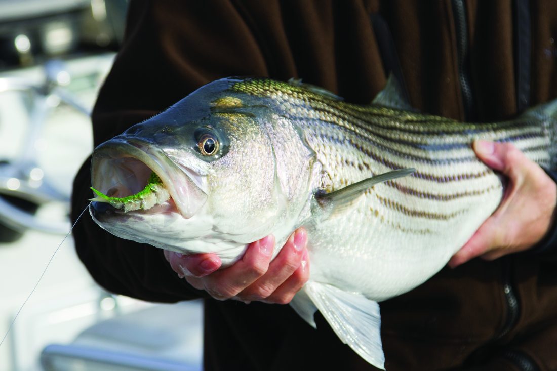 May Fly Fishing Report - Coastal Angler & The Angler Magazine