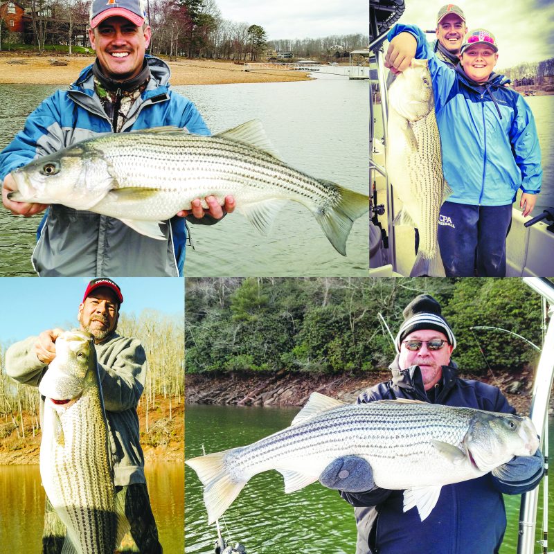 Lake Nottely Stripers - Coastal Angler & The Angler Magazine