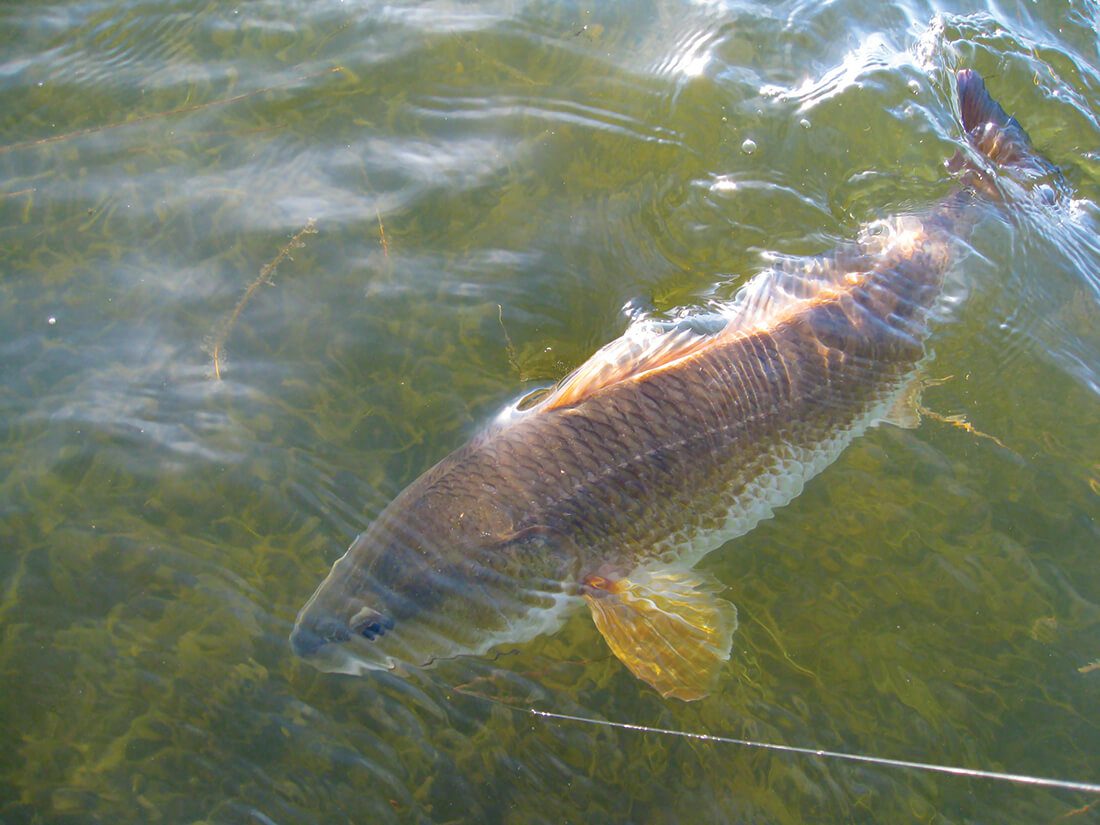 The Big & Small of Spring - Coastal Angler & The Angler Magazine