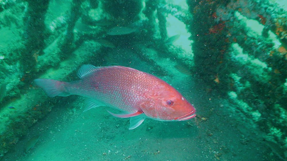 2017 Gulf Snapper Seasons - Coastal Angler & The Angler Magazine