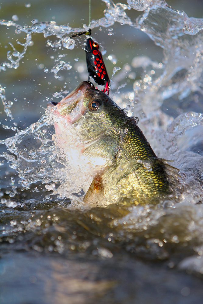 The Fish | Coastal Angler & The Angler Magazine