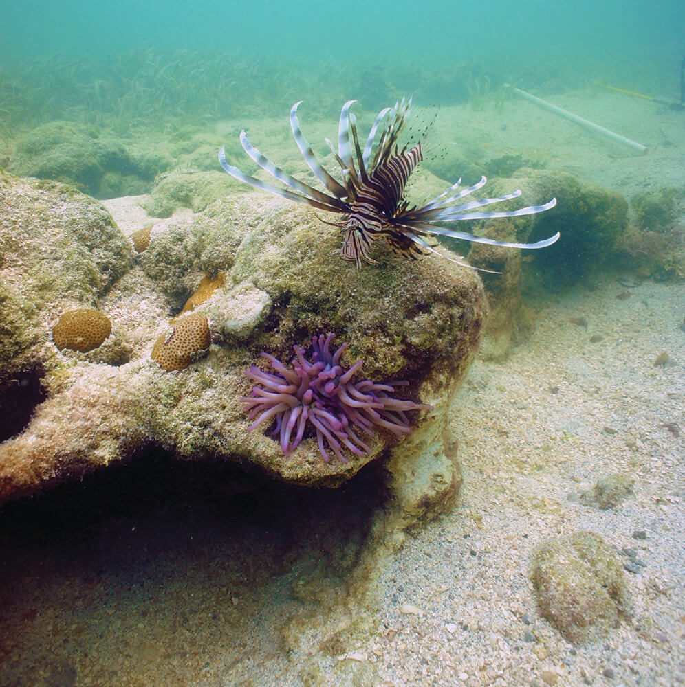 Lionfish Removal Success, New Challenge Begins - Coastal Angler & The ...