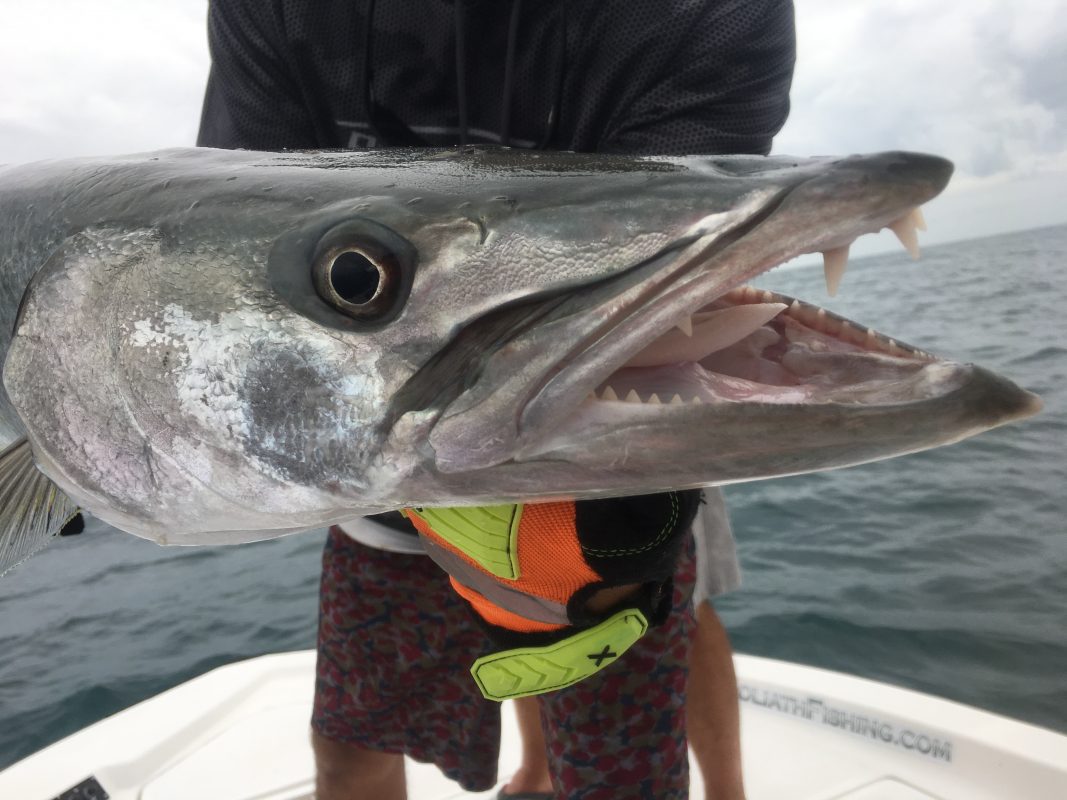 Barracudas - Coastal Angler & The Angler Magazine