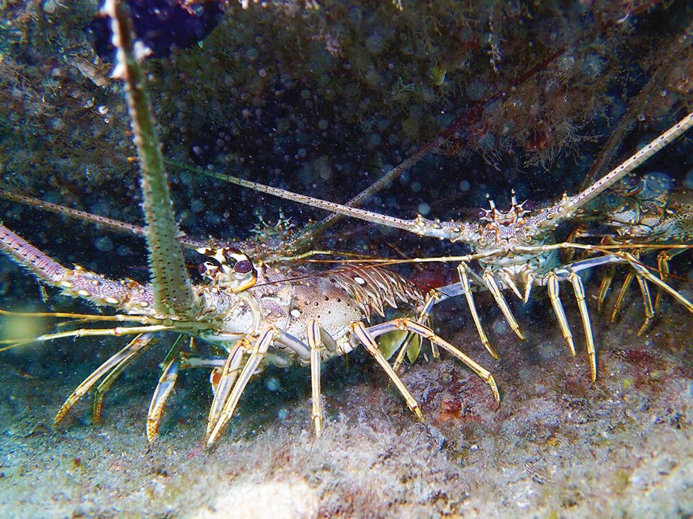 Lobster Hunting: 5 Tips for Success - Coastal Angler & The Angler Magazine