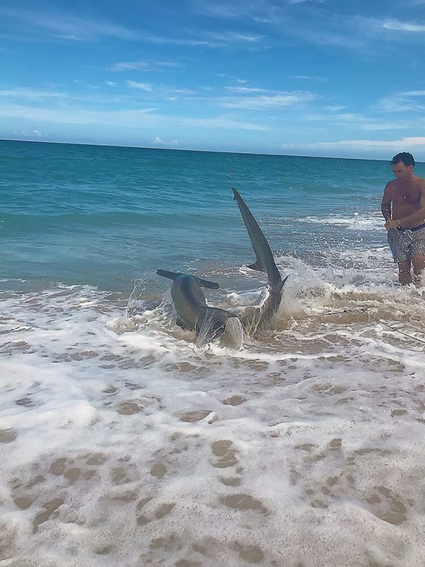 Surf Angler Lands Enormous Hammerhead - Coastal Angler & The Angler ...