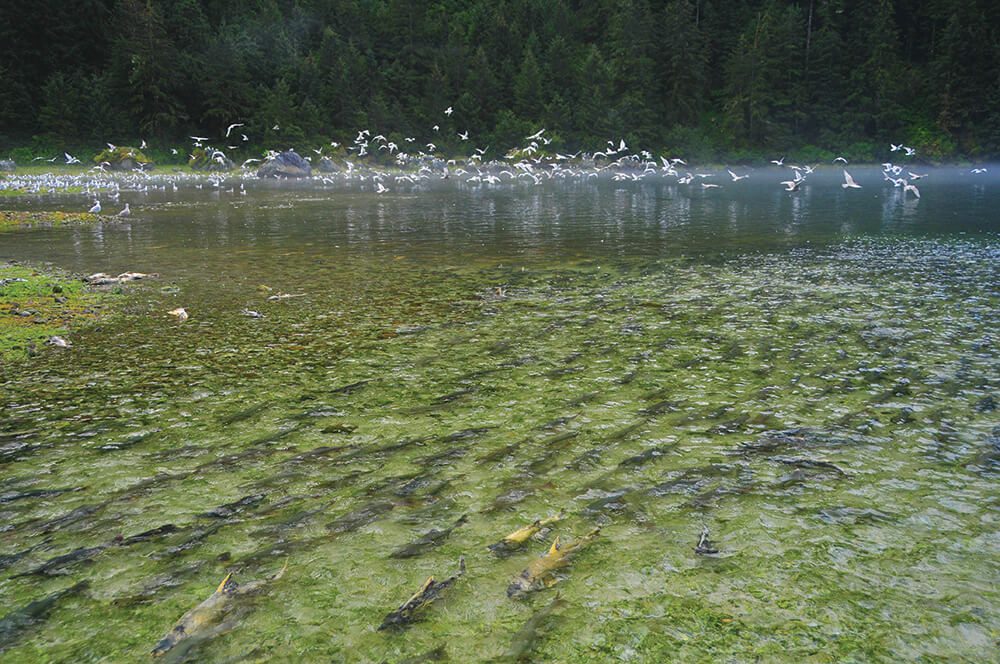 Alaska’s Can’t Miss Freshwater Fishing Adventures - Coastal Angler ...