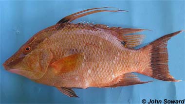 Hogfish Conservation Effective Aug. 24 | Coastal Angler & The Angler ...