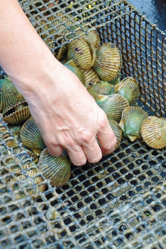 Help Restore Scallops: Become a Scallop-sitter! - Coastal Angler & The ...