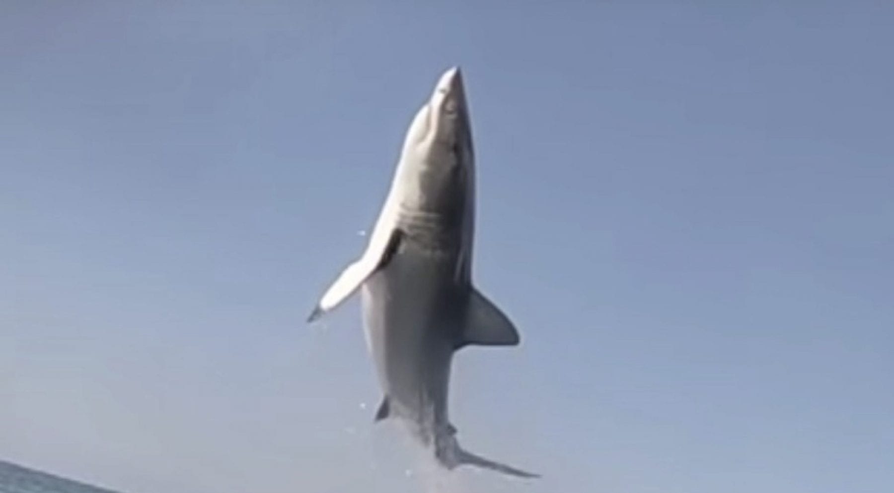 “Great White Lands in Boat” - Coastal Angler & The Angler Magazine