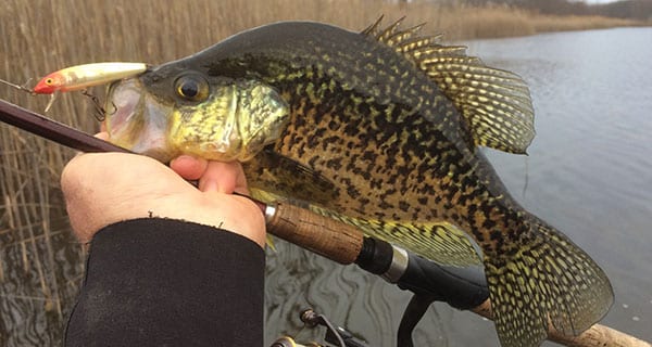 Crappies Are A Spring Delight - Coastal Angler & The Angler Magazine
