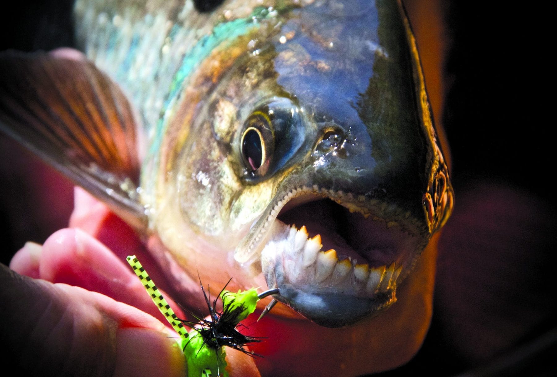 FLY FISHING REPORT | Coastal Angler & The Angler Magazine