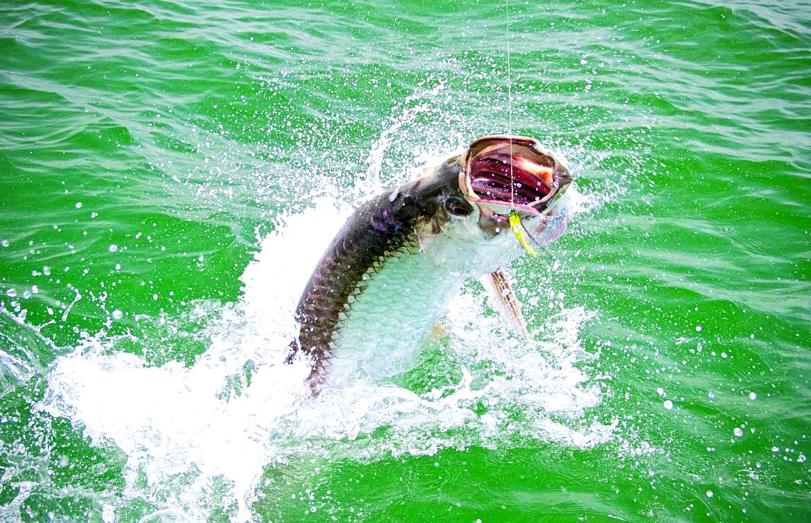 Club Amateur de Pesca | Coastal Angler & The Angler Magazine