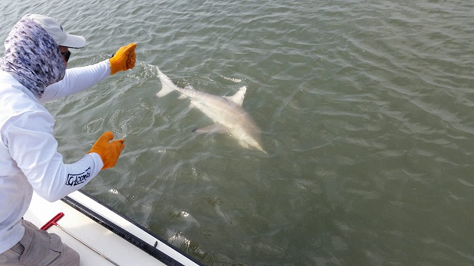 Charleston June Fishing Forecast ~ By Capt. Mark Phelps - Coastal ...