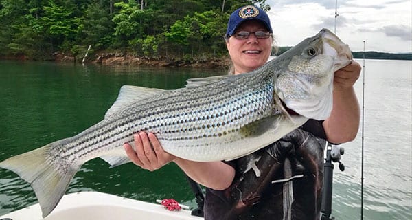Lake Hiwassee Striper Explosion with Murphy, NC’s Only Fulltime Striper ...