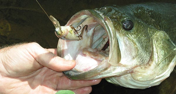 Listen to the Body-Talk | Coastal Angler & The Angler Magazine