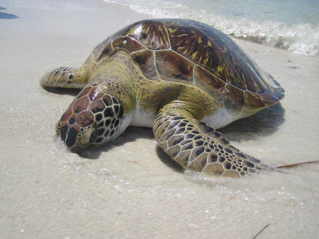 Loggerhead Turtle