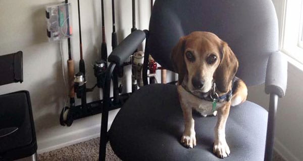 River Reflections – The Elder Pole - Coastal Angler & The Angler Magazine