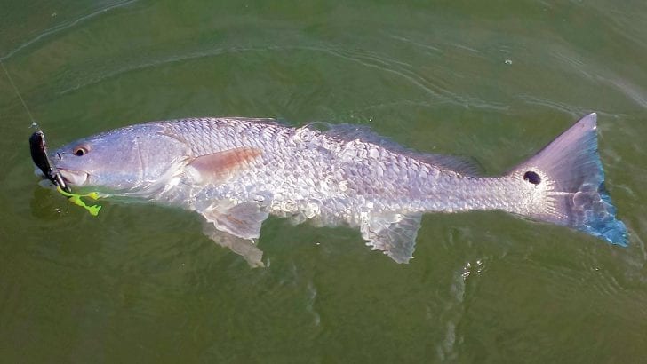 Chasing Autumn’s Inshore Slam - Coastal Angler & The Angler Magazine