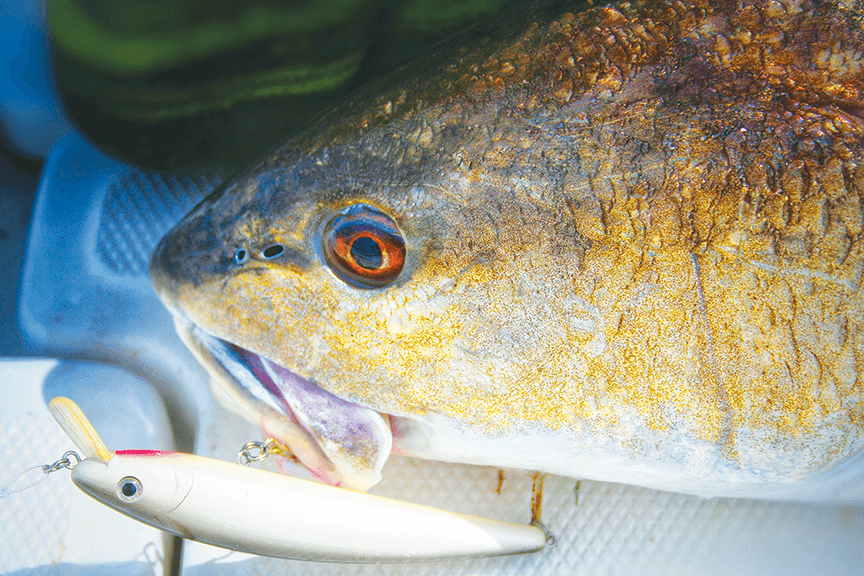 The Bite is Hot - Coastal Angler & The Angler Magazine