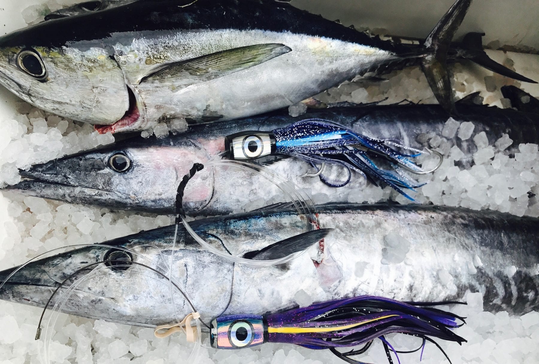 Hunting Wahoo In The Fall - Coastal Angler & The Angler Magazine