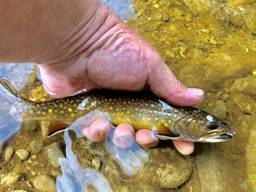 Maine’s Native Fish - Coastal Angler & The Angler Magazine