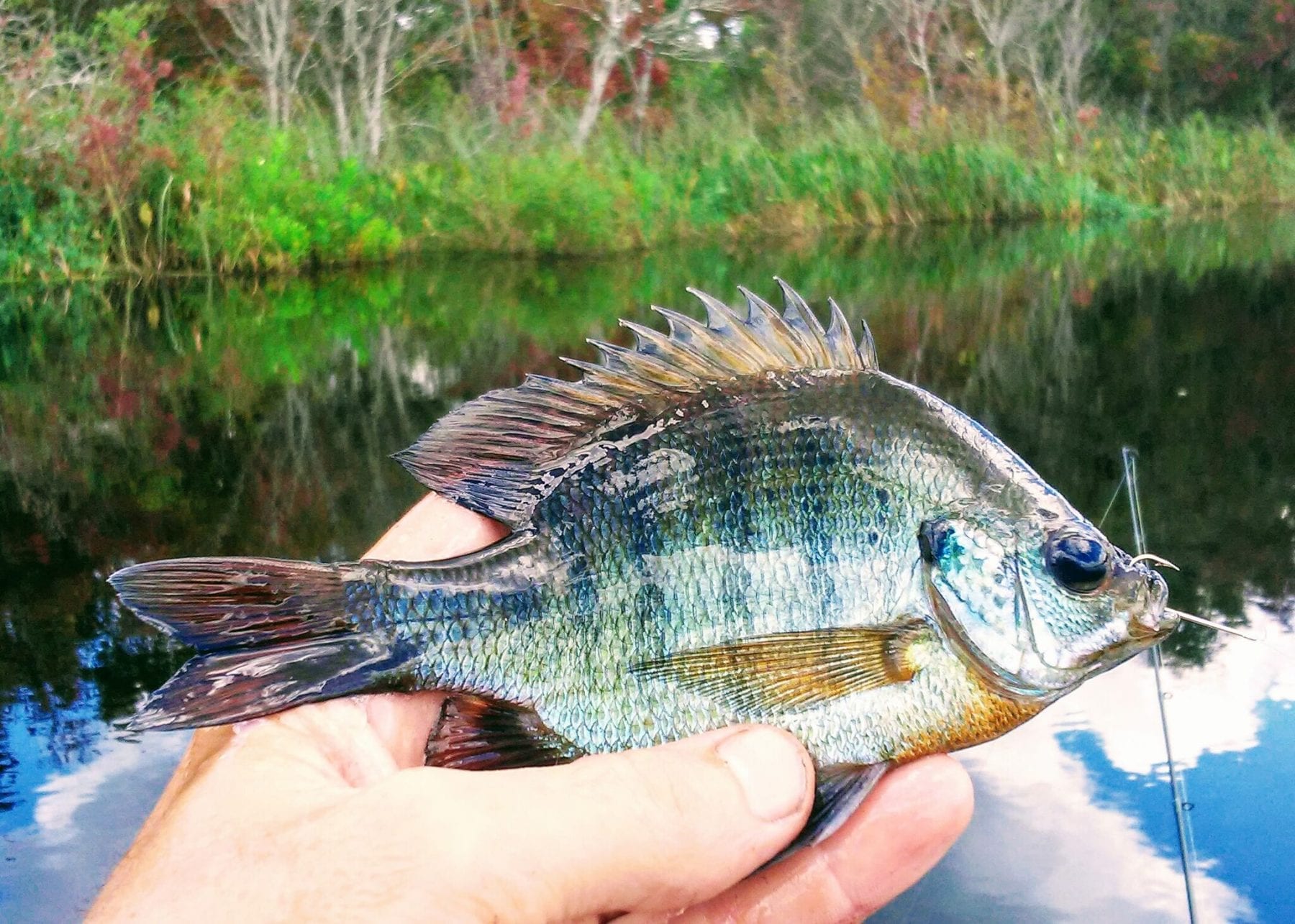 Central Florida Inland - Coastal Angler & The Angler Magazine