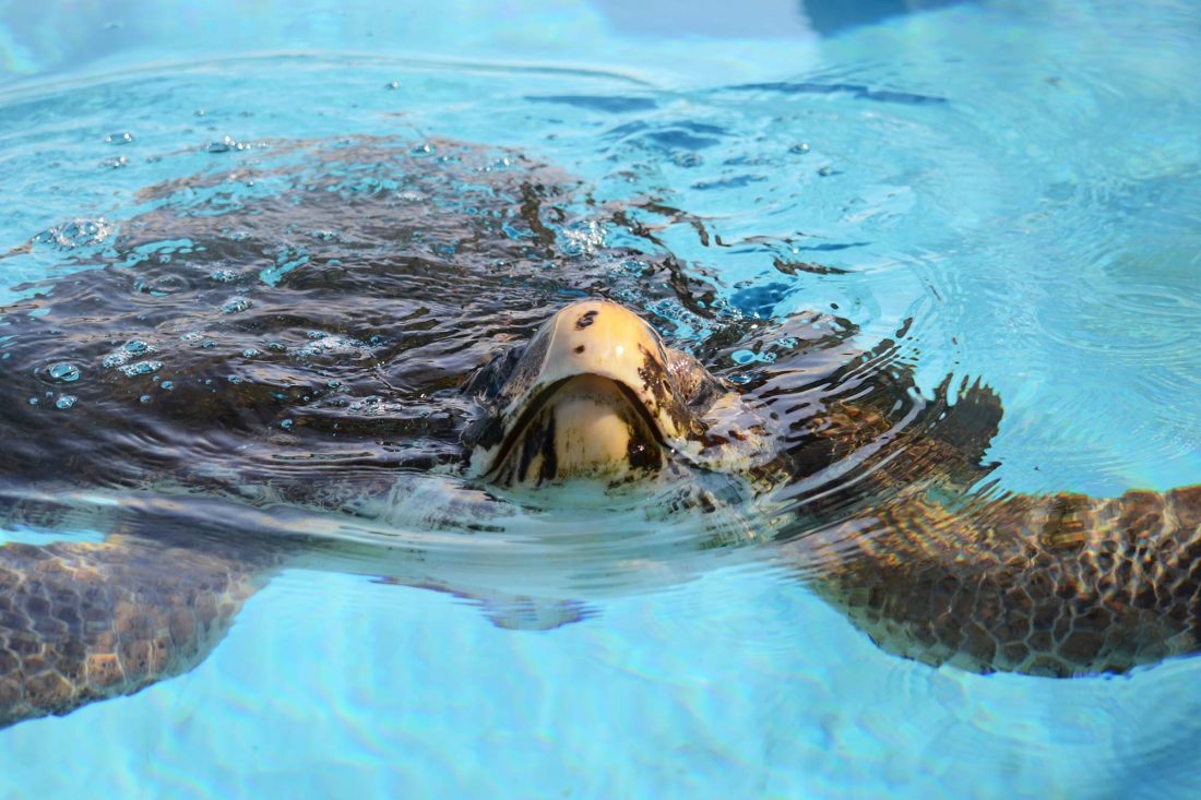Sea Turtle Release Off Juno Beach: Thursday, December 13th, 2018 ...