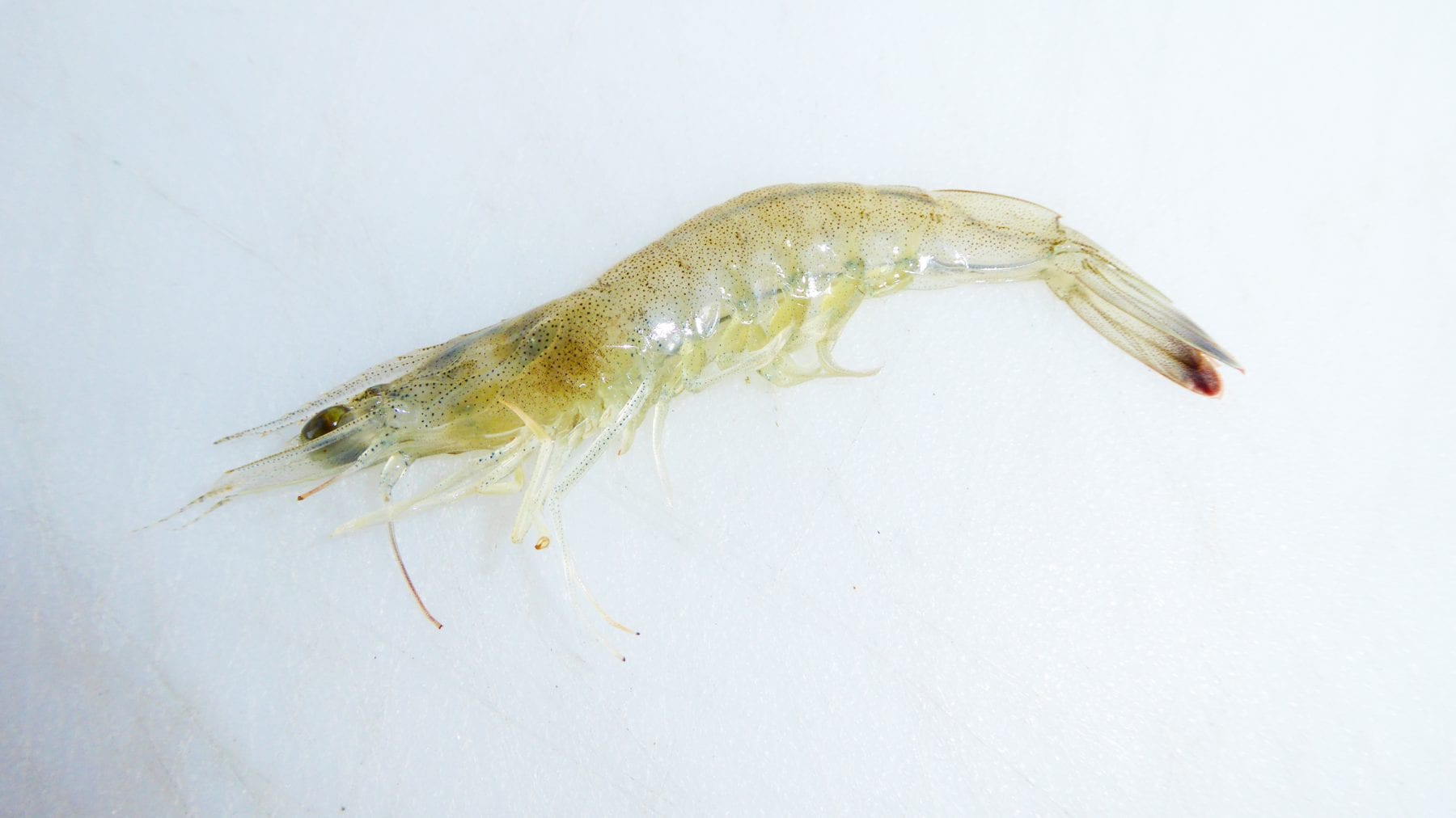 Artificial Shrimp and Winter Specks - Coastal Angler & The Angler Magazine