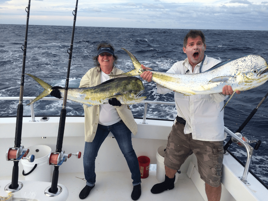 A pair of nice mahi mahi taken trolling 300 feet off Juno Beach on ...