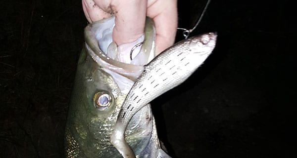 Captain Buzzkill’s Guide to April Angling - Coastal Angler & The Angler ...