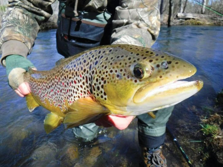 11 Tips For Fly Fishing High Water - Coastal Angler & The Angler Magazine