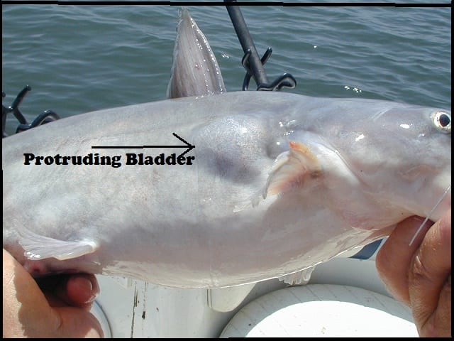 The Science Line: The Weather Can Kill our Fish - Coastal Angler & The ...