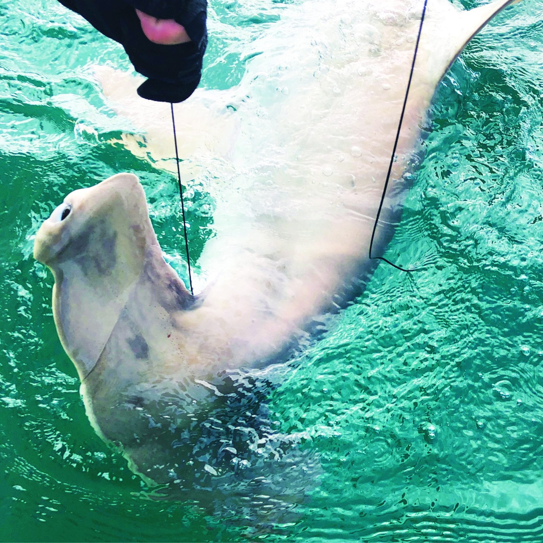 That Kingfish Bite! - Coastal Angler & The Angler Magazine