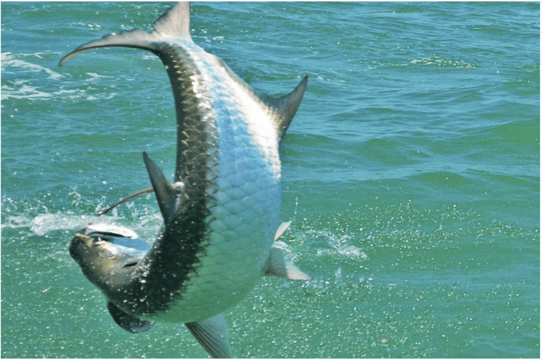 BOCA GRANDE TARPON - Coastal Angler & The Angler Magazine