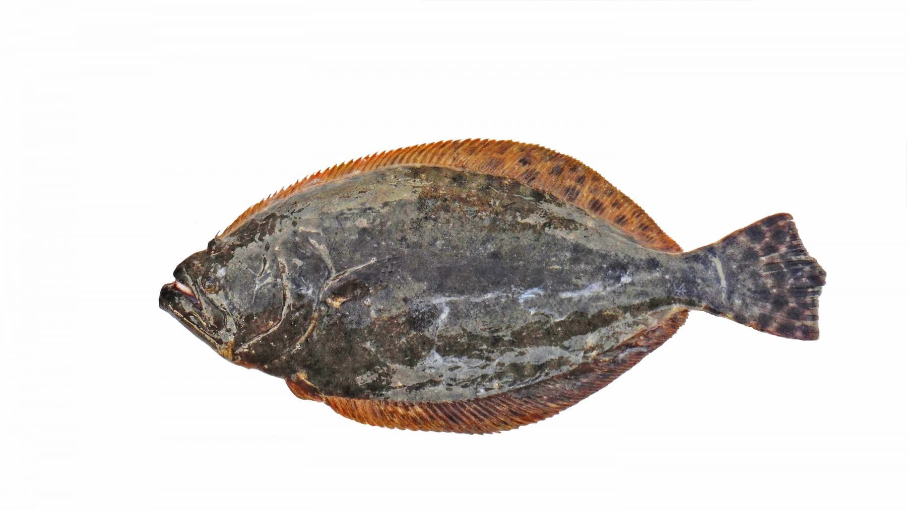What Bait Do I Need? - Coastal Angler & The Angler Magazine