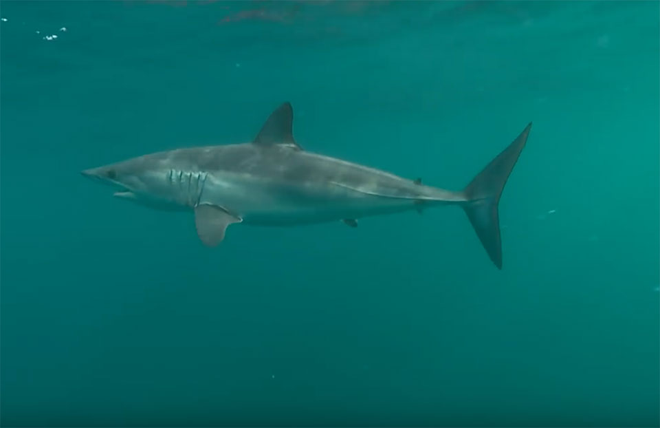 Atlantic Recreational Shark Fishing: Handling and Release of Sharks ...