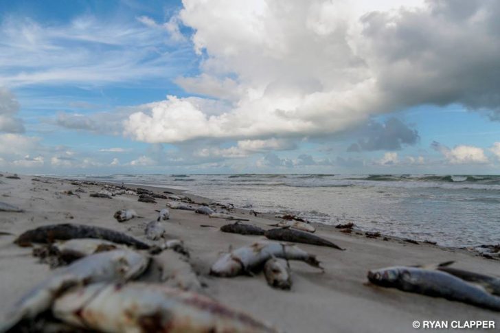 NOAA forecasts very large ‘dead zone’ for Gulf of Mexico - Coastal ...