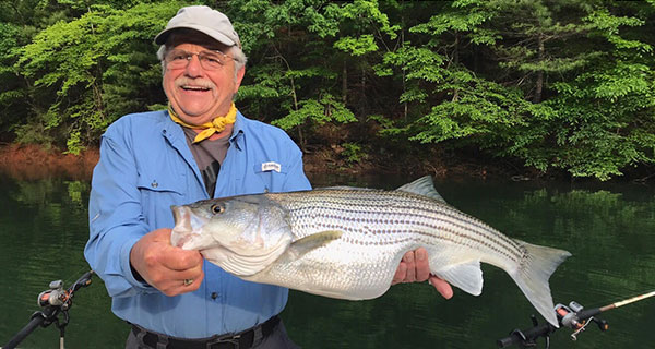 Lake Hiwassee Summer Striper Explosion - Coastal Angler & The Angler ...
