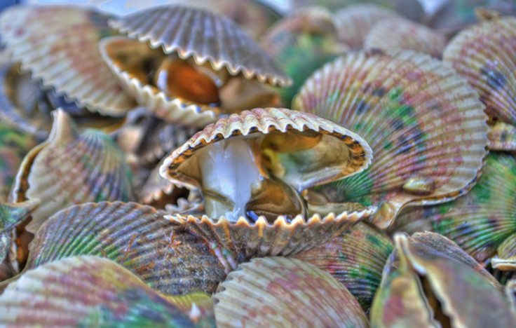 Scurrying for Scallops | Coastal Angler & The Angler Magazine