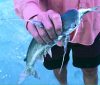 The Principals of Catch & Cook: Gafftopsail Catfish! - Coastal Angler ...