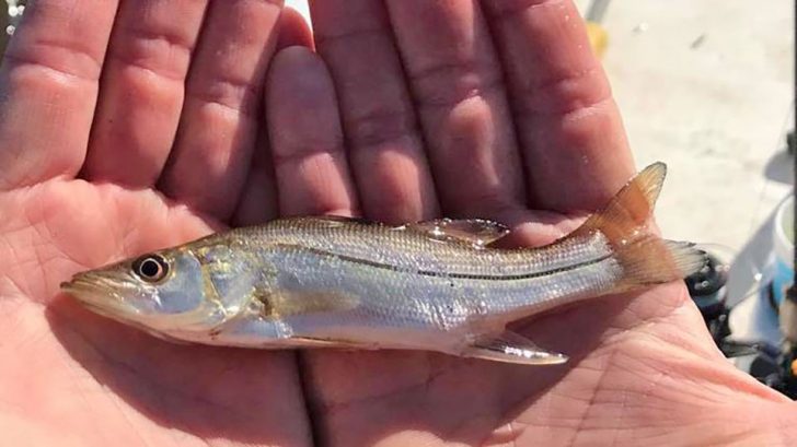 Snook in the Carolinas - Coastal Angler & The Angler Magazine