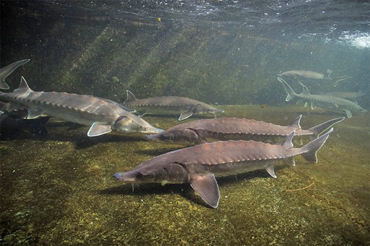 Atlantic Sturgeon Reproducing in the James River, Virginia - Coastal ...